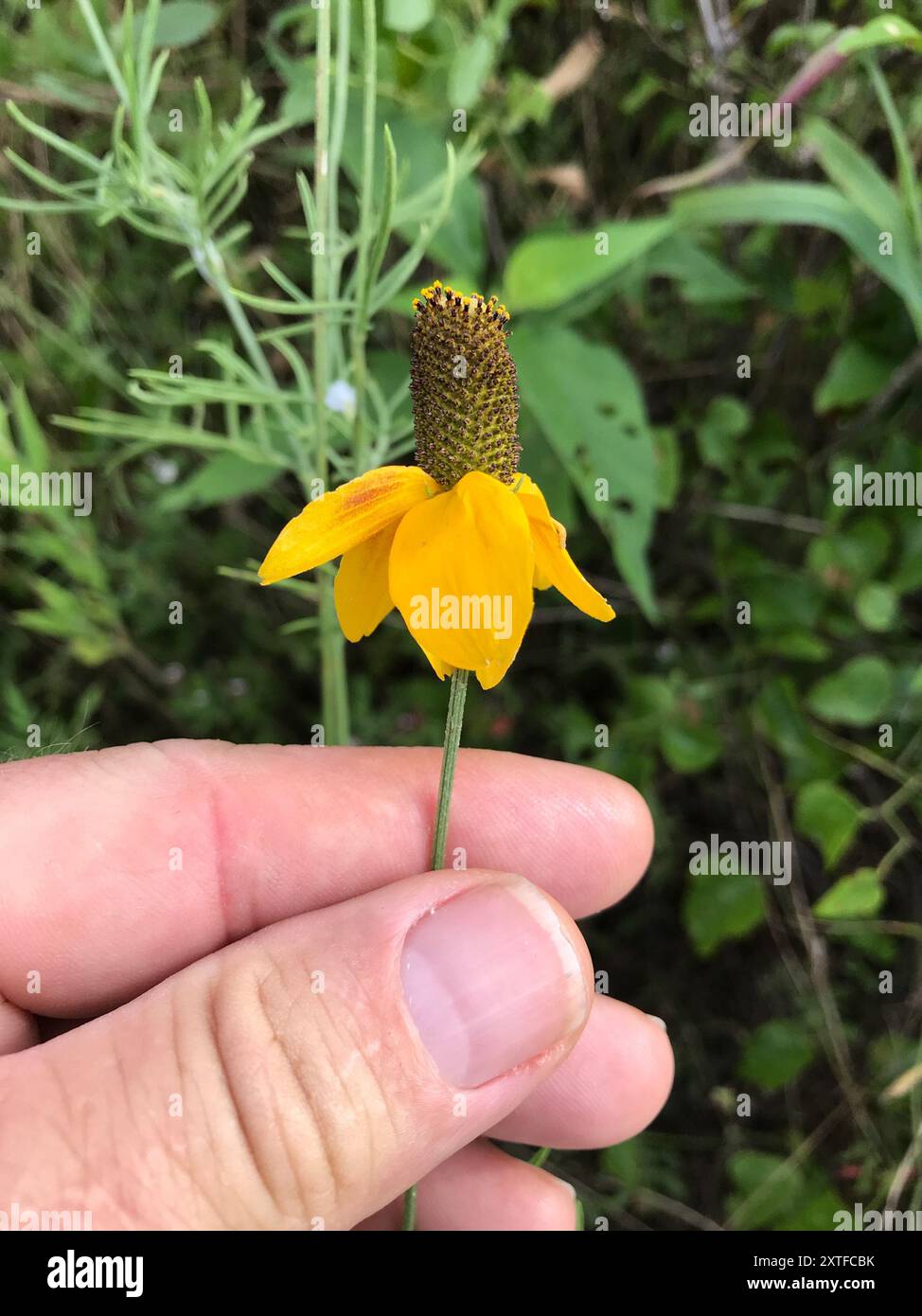 upright prairie coneflower (Ratibida columnifera) Plantae Stock Photo ...