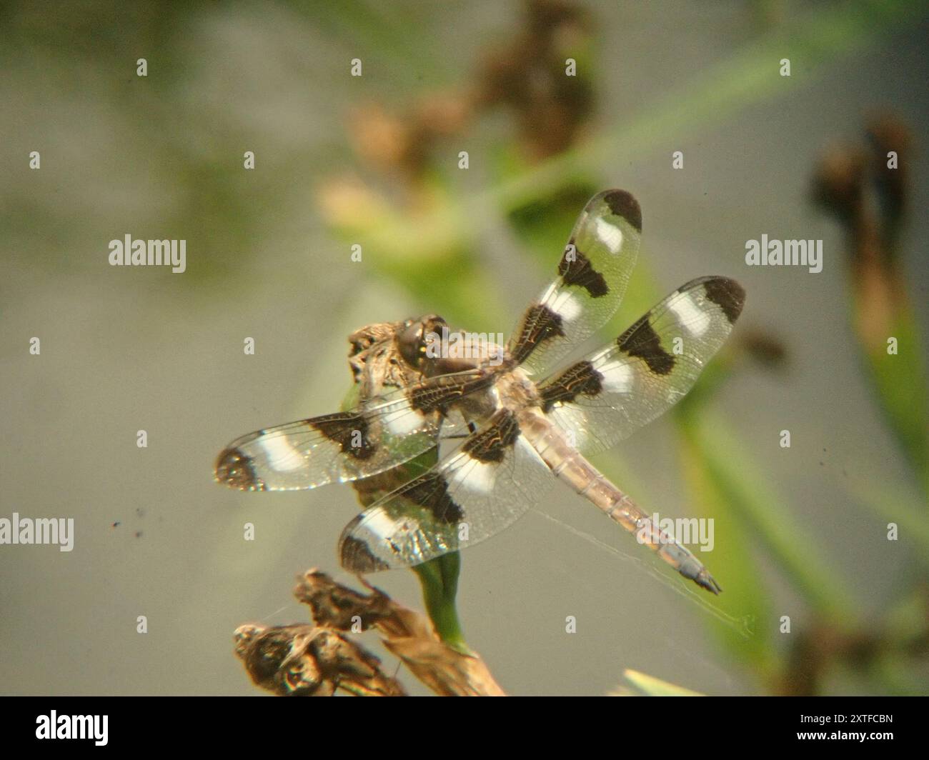 Twelve-spotted Skimmer (Libellula pulchella) Insecta Stock Photo - Alamy