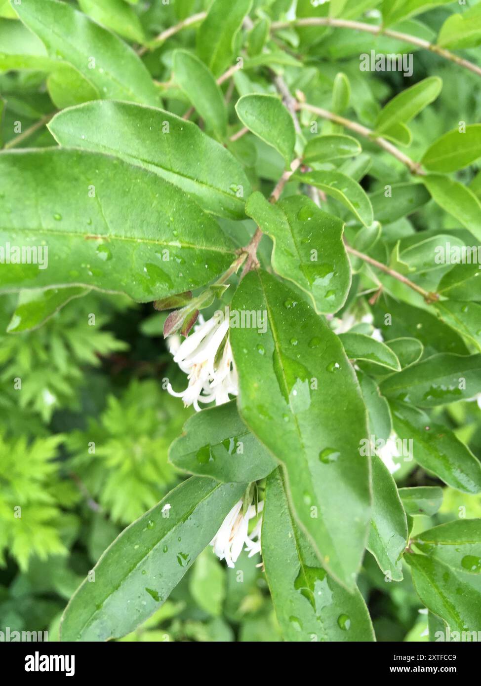 border privet (Ligustrum obtusifolium) Plantae Stock Photo - Alamy
