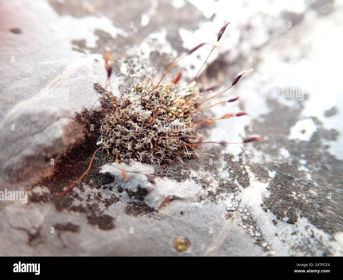 Wall Screw-moss (Tortula muralis) Plantae Stock Photo - Alamy
