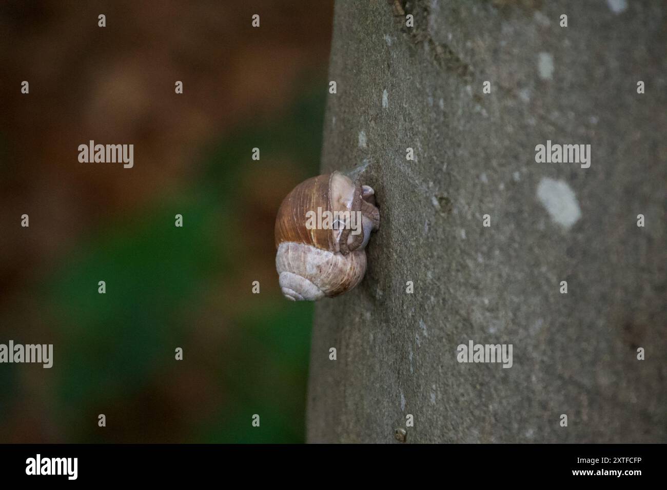 Roman Snail (Helix pomatia) Mollusca Stock Photo - Alamy