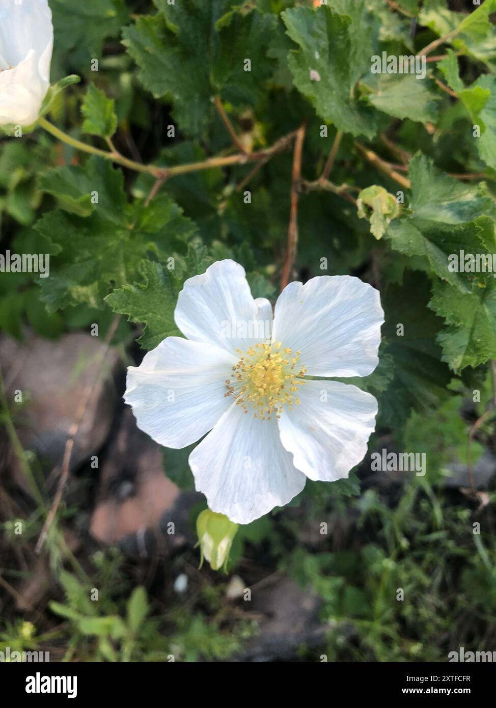 Rocky Mountain raspberry (Rubus deliciosus) Plantae Stock Photo - Alamy