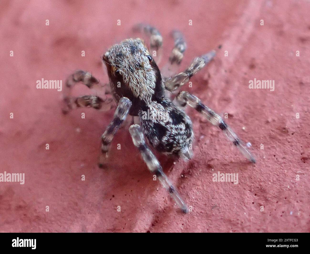 flea jumping spider (Naphrys pulex) Arachnida Stock Photo - Alamy