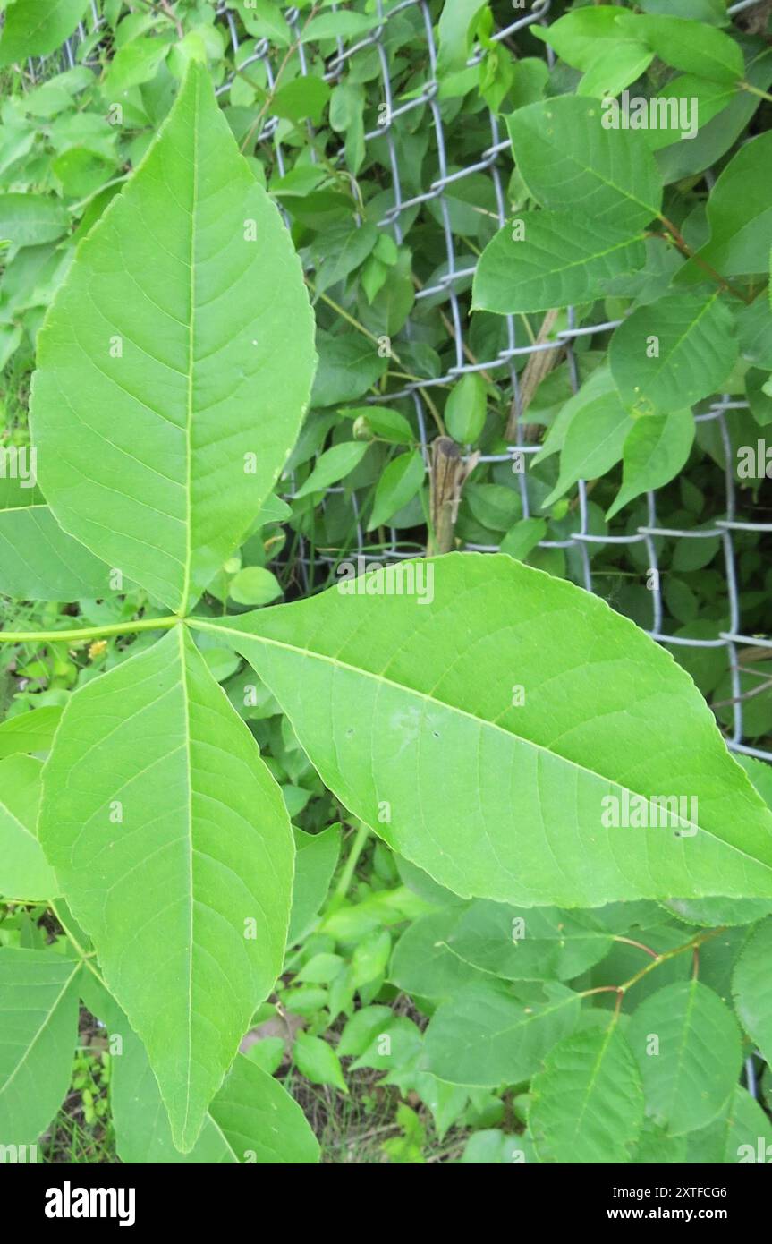 common hoptree (Ptelea trifoliata) Plantae Stock Photo - Alamy