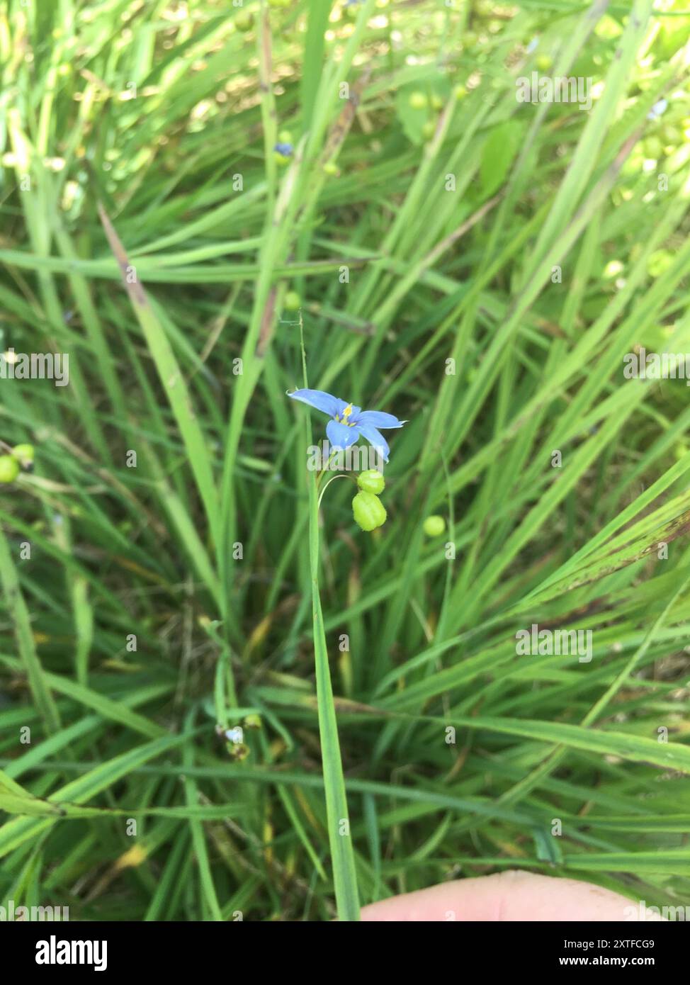 blue-eyed grasses (Sisyrinchium) Plantae Stock Photo - Alamy