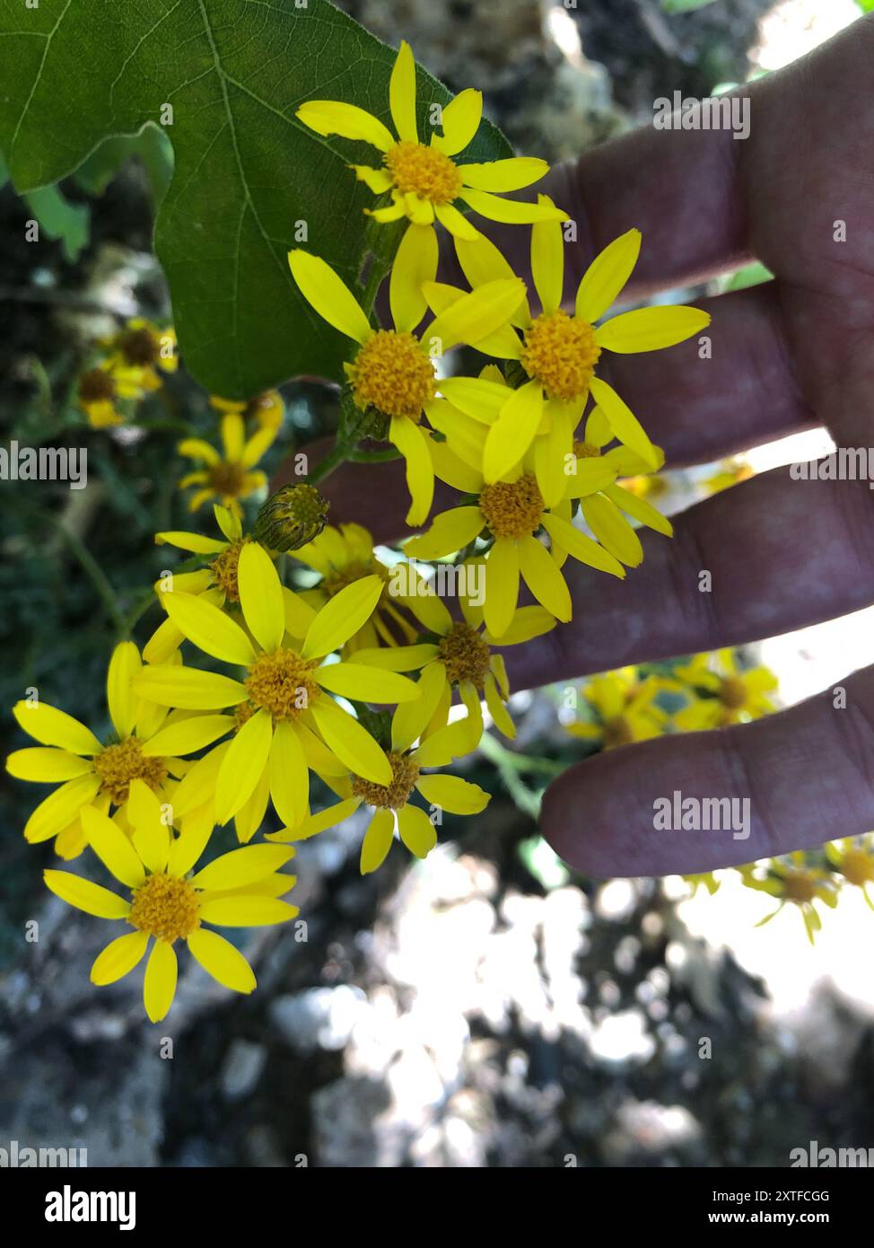 Lobeleaf Groundsel (Packera multilobata) Plantae Stock Photo - Alamy