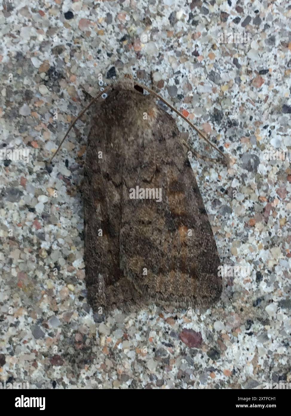 Mottled Rustic (Caradrina morpheus) Insecta Stock Photo - Alamy