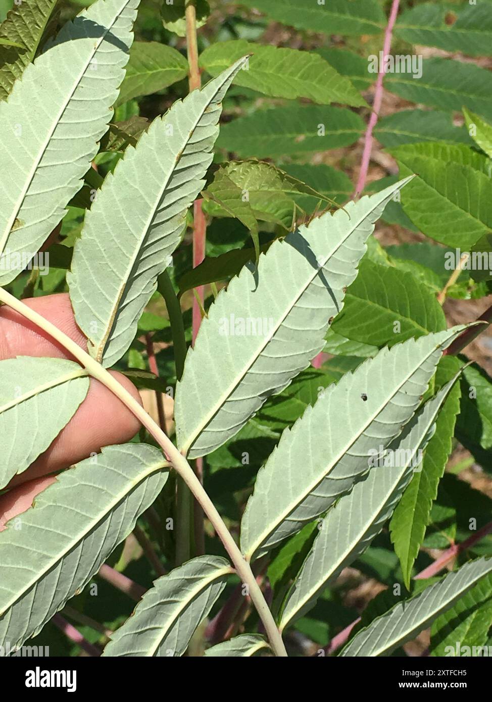 smooth sumac (Rhus glabra) Plantae Stock Photo - Alamy