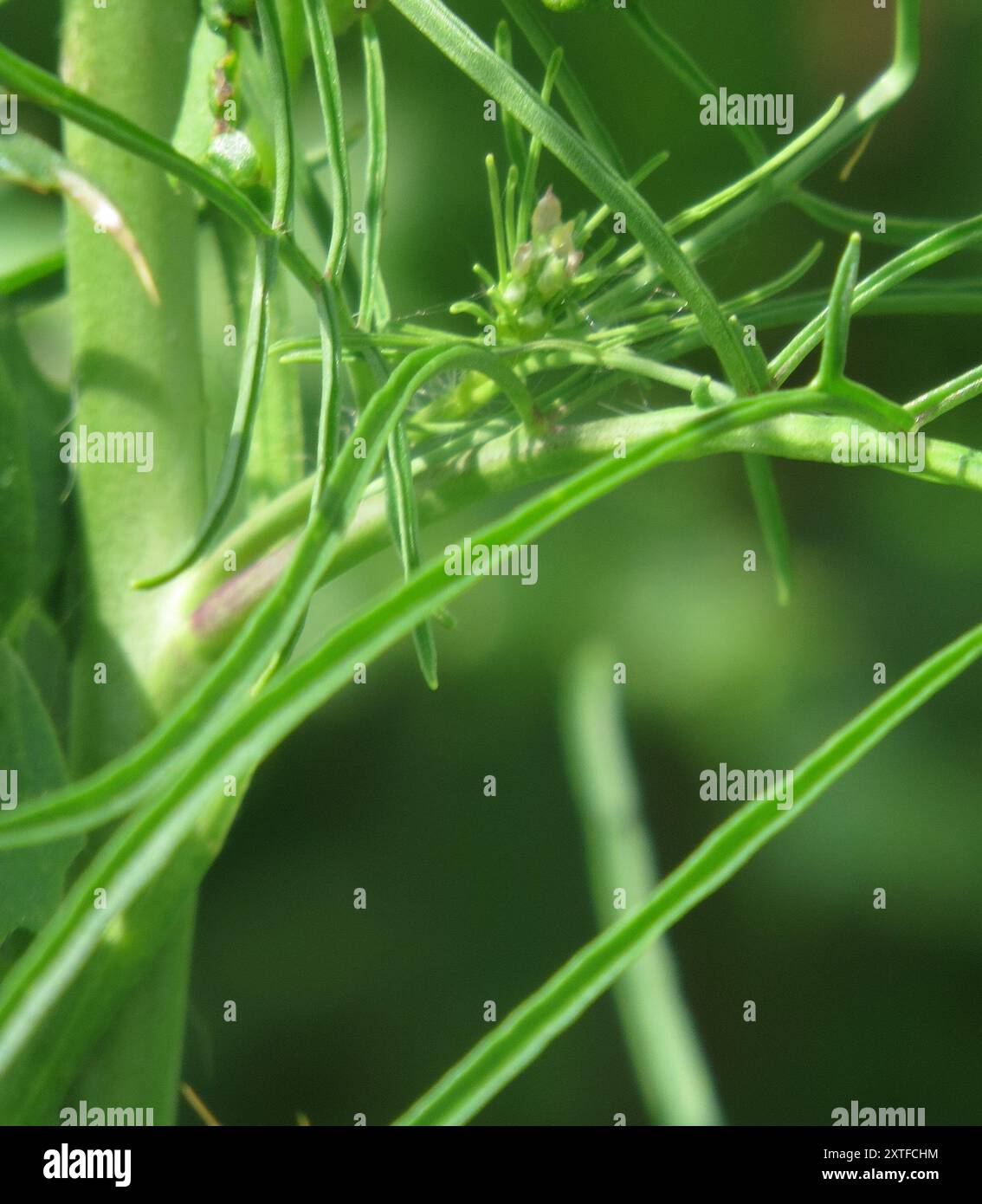 Tall Tumblemustard (Sisymbrium altissimum) Plantae Stock Photo - Alamy
