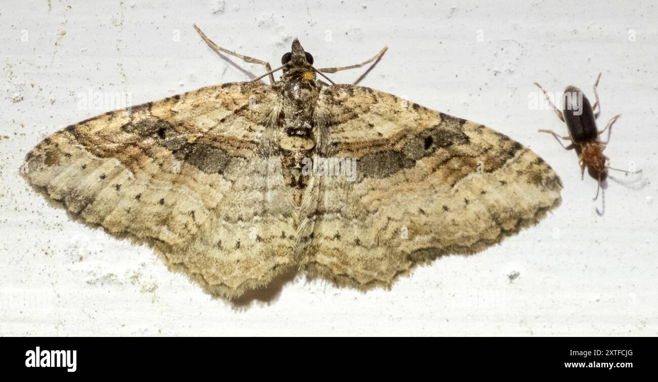Bent-lined Carpet (Costaconvexa centrostrigaria) Insecta Stock Photo ...