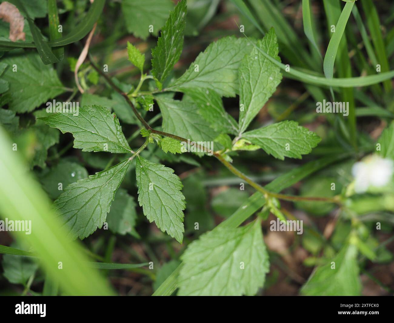 white avens (Geum canadense) Plantae Stock Photo - Alamy
