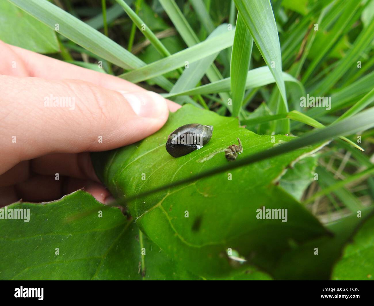 Truncatula hi-res stock photography and images - Alamy