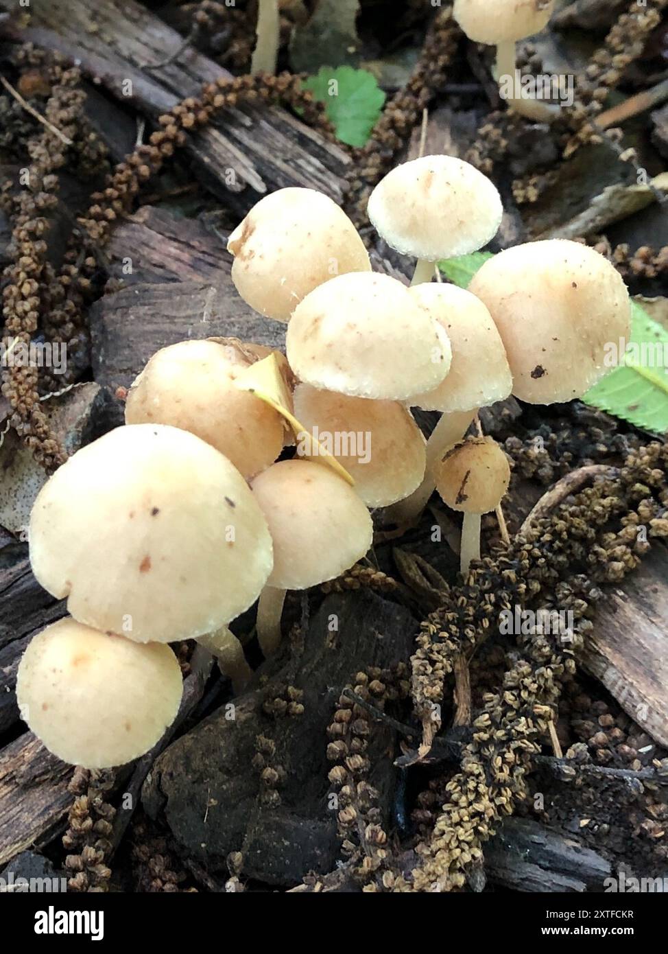 Pale Brittlestem (Candolleomyces candolleanus) Fungi Stock Photo - Alamy