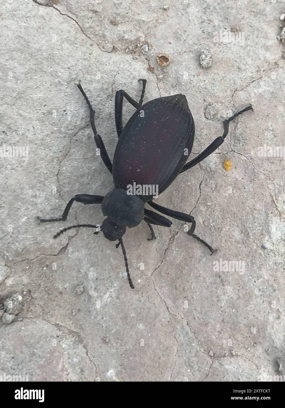 Rough-lipped Darkling Beetle (Eleodes hispilabris) Insecta Stock Photo ...