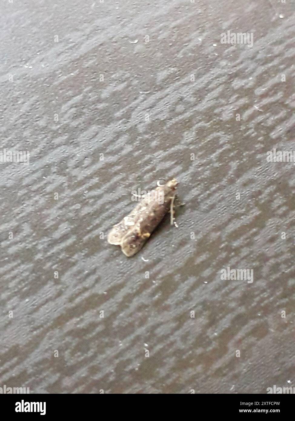 Dark Groundling (Bryotropha affinis) Insecta Stock Photo - Alamy