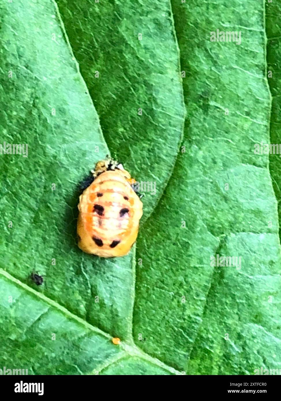 Black-spotted Lady Beetles (Coccinellini) Insecta Stock Photo - Alamy