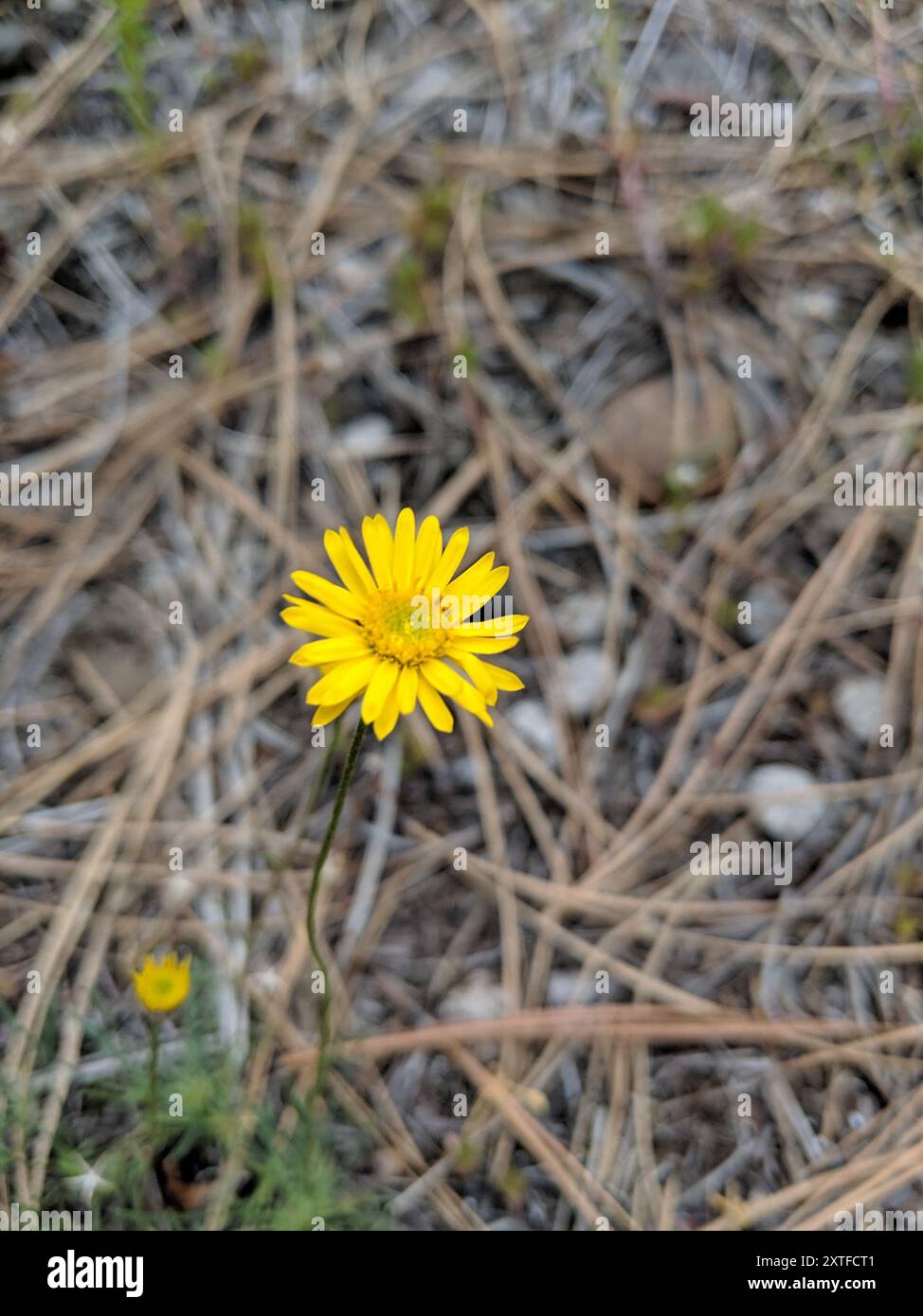 Desert Yellow Fleabane (Erigeron linearis) Plantae Stock Photo - Alamy