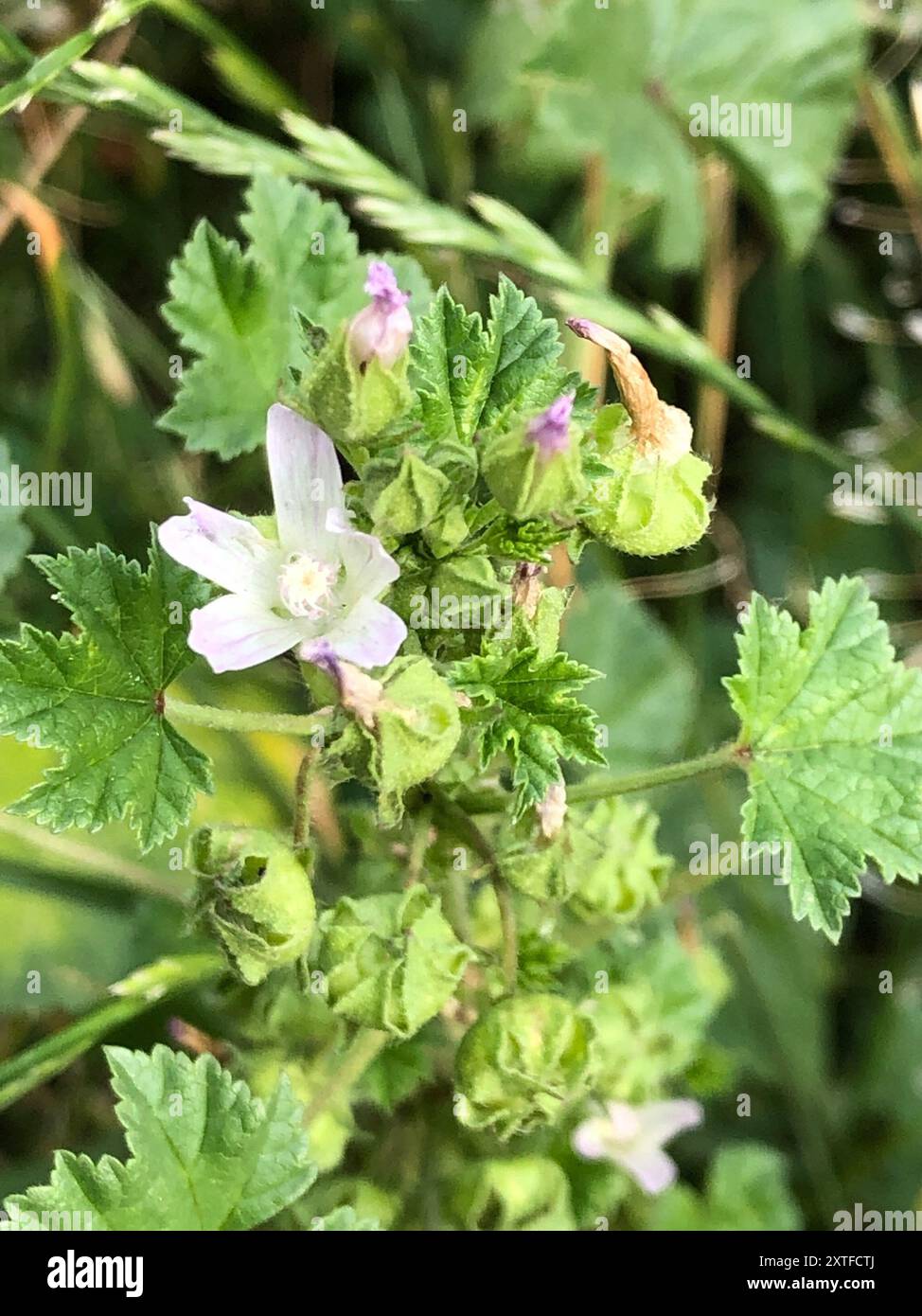 dwarf mallow (Malva neglecta) Plantae Stock Photo - Alamy