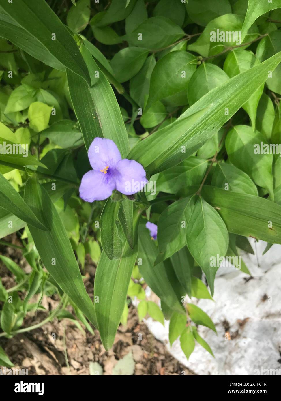 Zigzag Spiderwort (Tradescantia subaspera) Plantae Stock Photo - Alamy