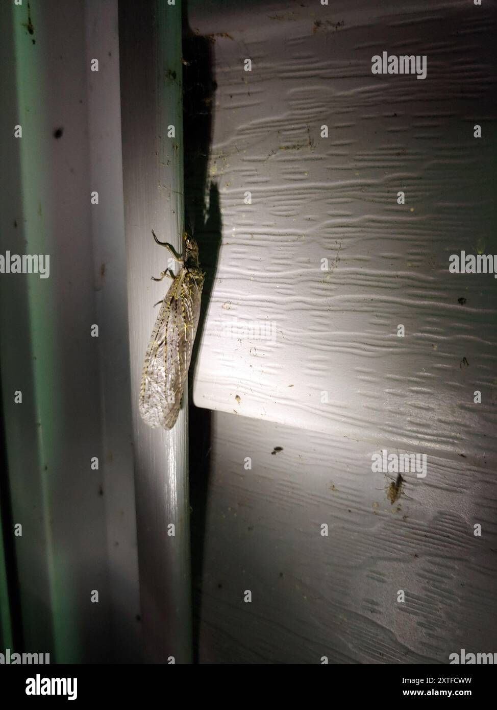 Spring Fishfly (Chauliodes rastricornis) Insecta Stock Photo - Alamy