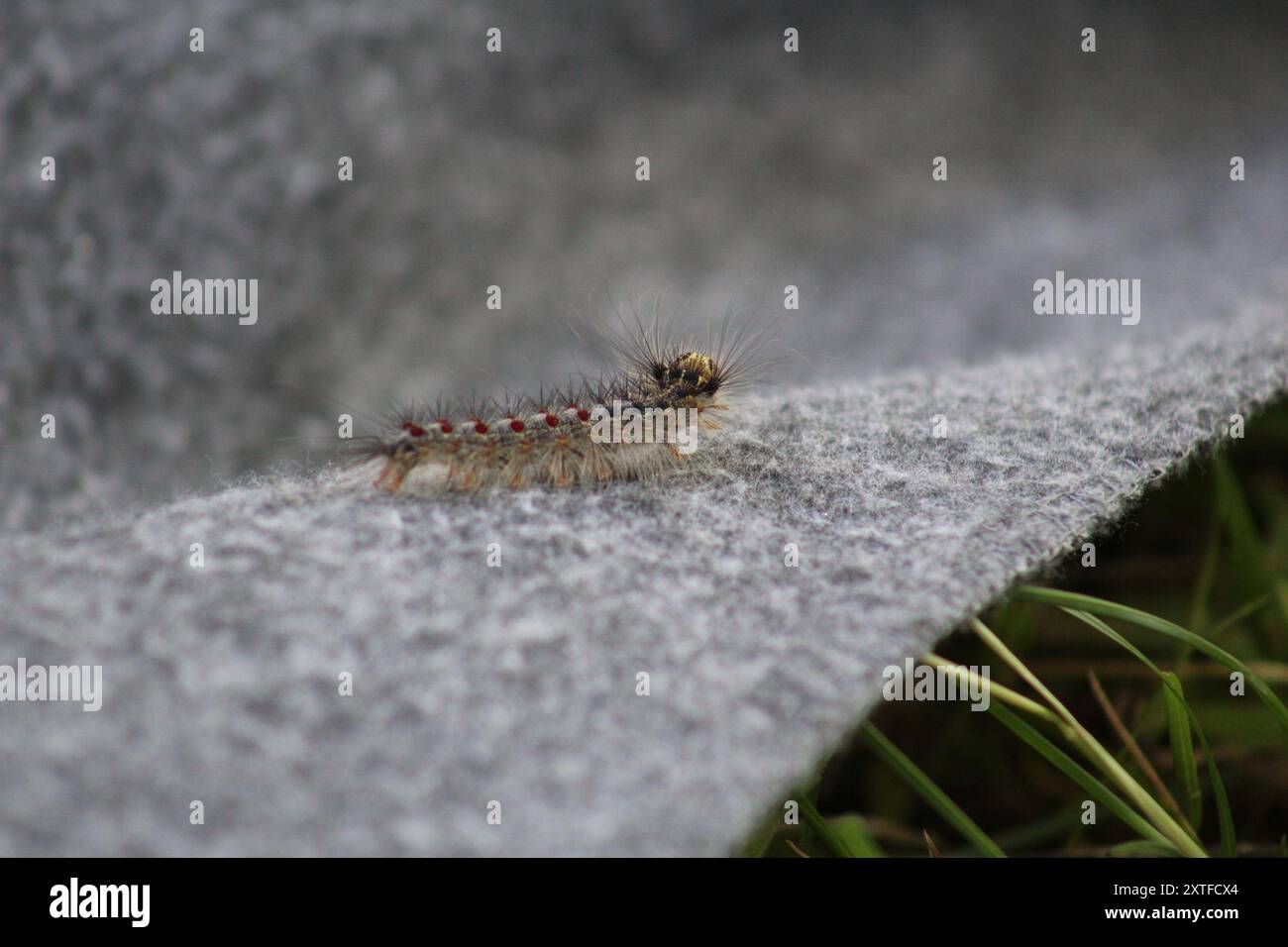 Spongy Moth (Lymantria dispar) Insecta Stock Photo - Alamy