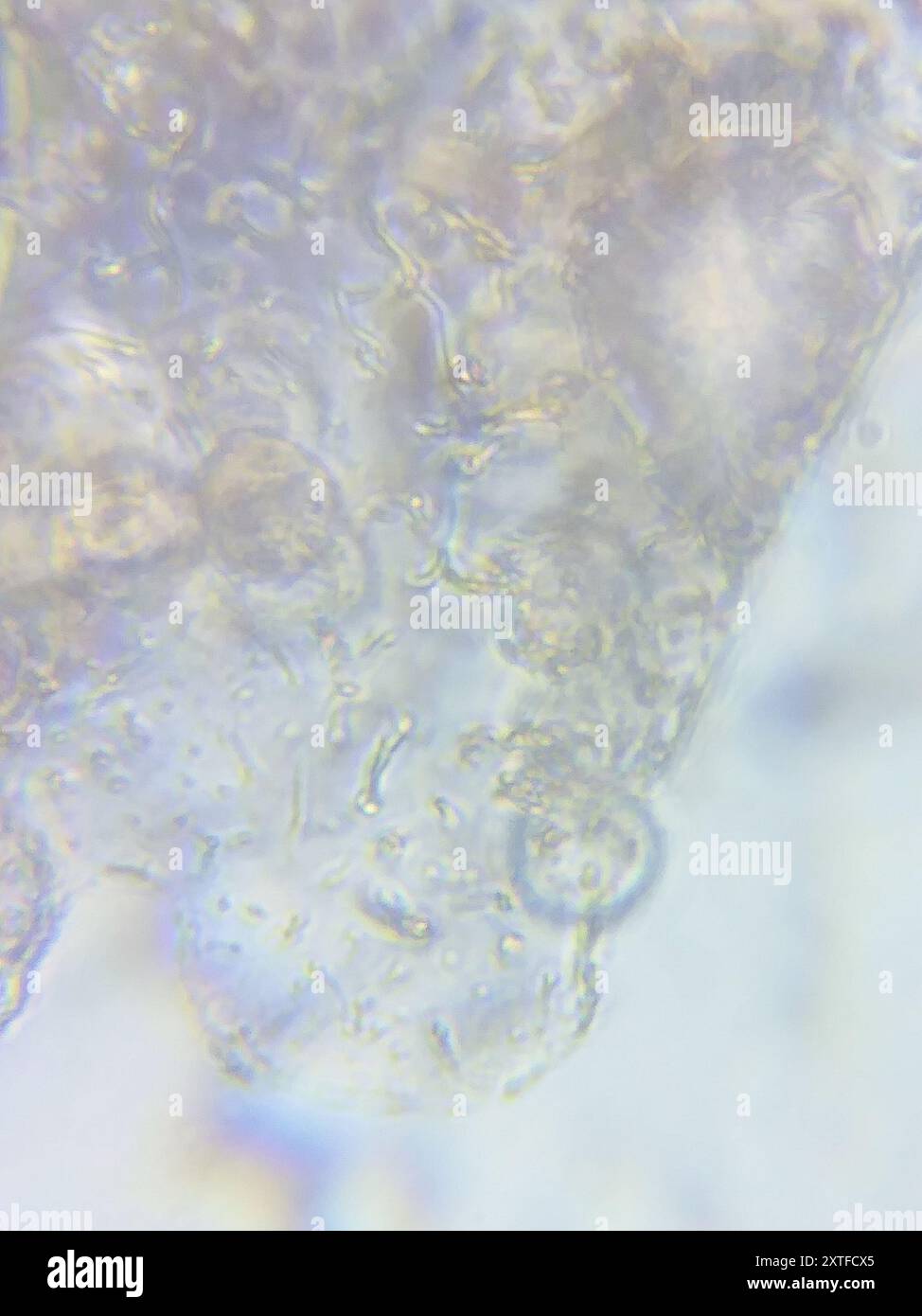 Arcyria major hi-res stock photography and images - Alamy