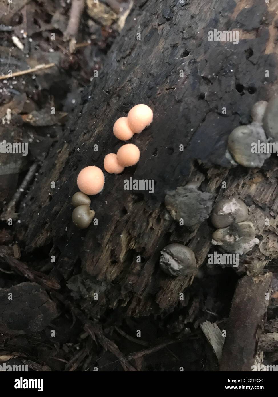 Wolf's Milk (Lycogala epidendrum) Protozoa Stock Photo - Alamy