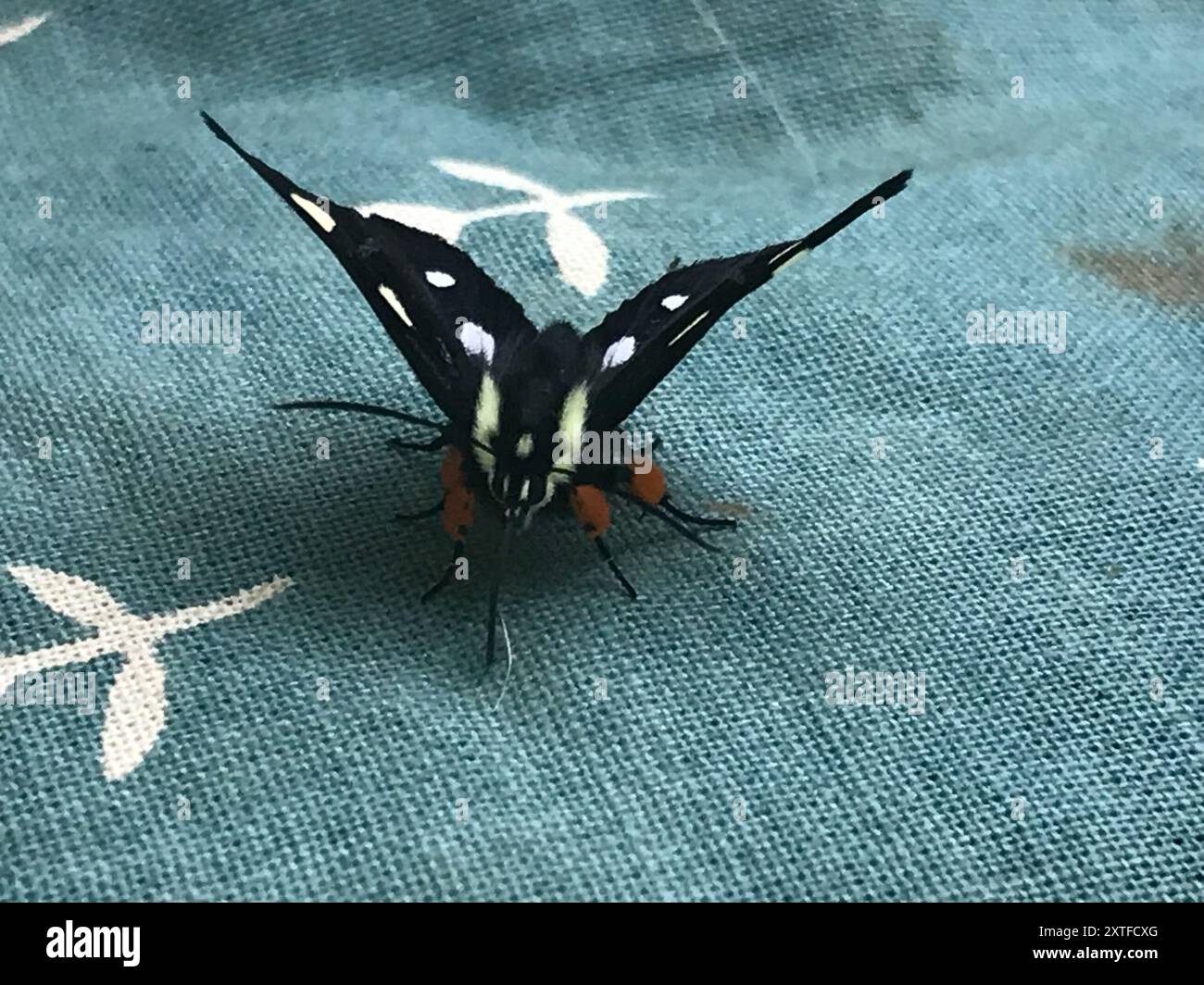 Eight-spotted Forester Moth (Alypia octomaculata) Insecta Stock Photo ...