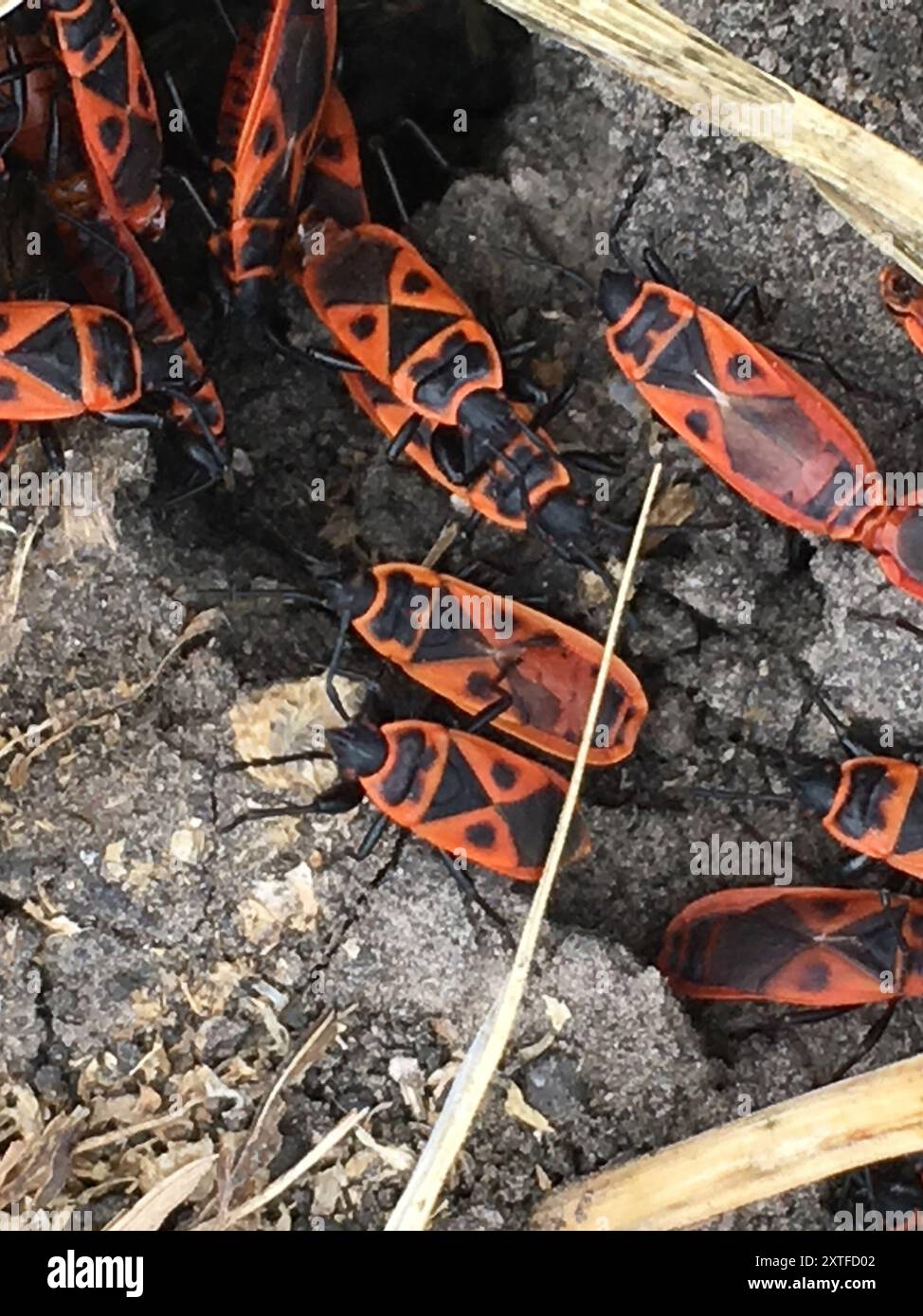 Mediterranean red bug (Scantius aegyptius) Insecta Stock Photo - Alamy
