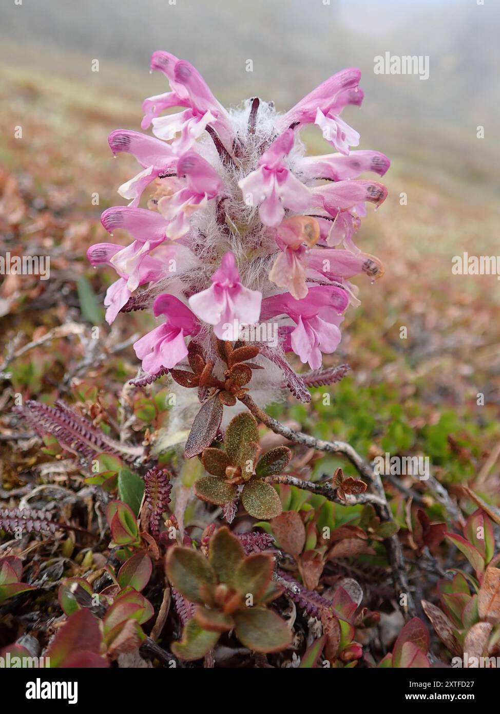 Woolly Lousewort (Pedicularis lanata) Plantae Stock Photo - Alamy