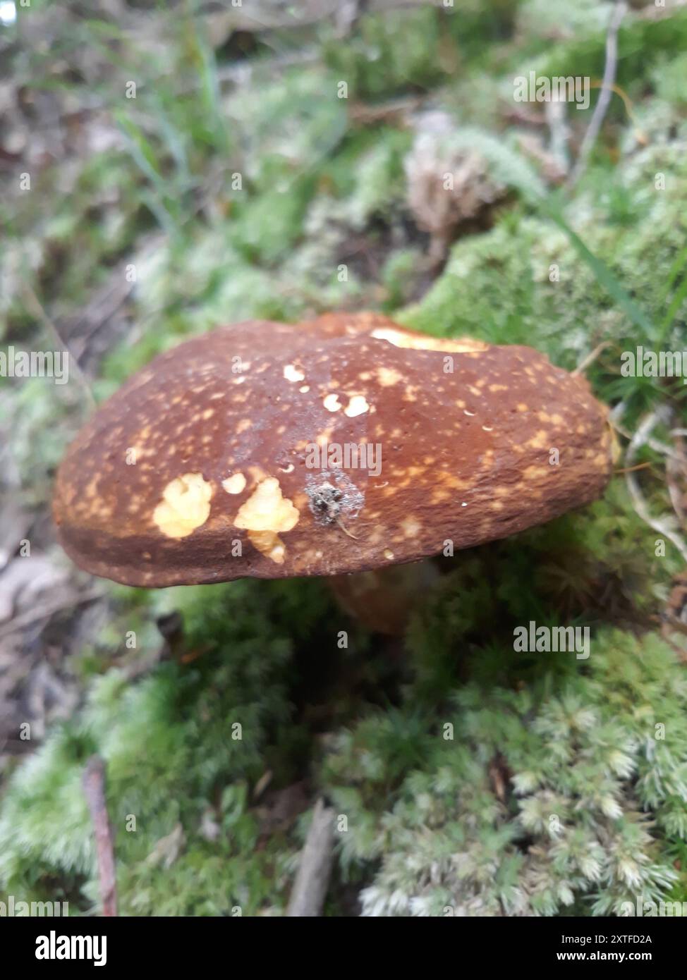 spotted bolete (Xanthoconium affine) Fungi Stock Photo - Alamy