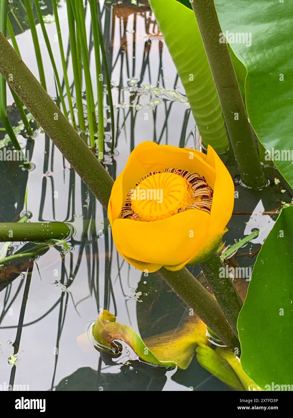 yellow pond-lilies (Nuphar) Plantae Stock Photo - Alamy