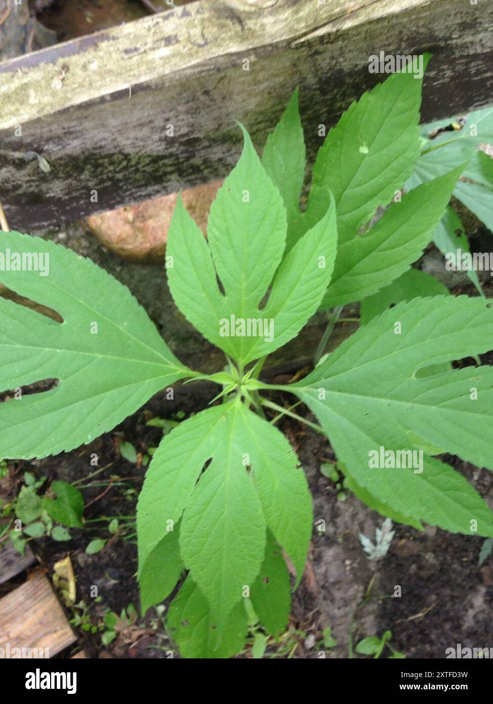 giant ragweed (Ambrosia trifida) Plantae Stock Photo - Alamy
