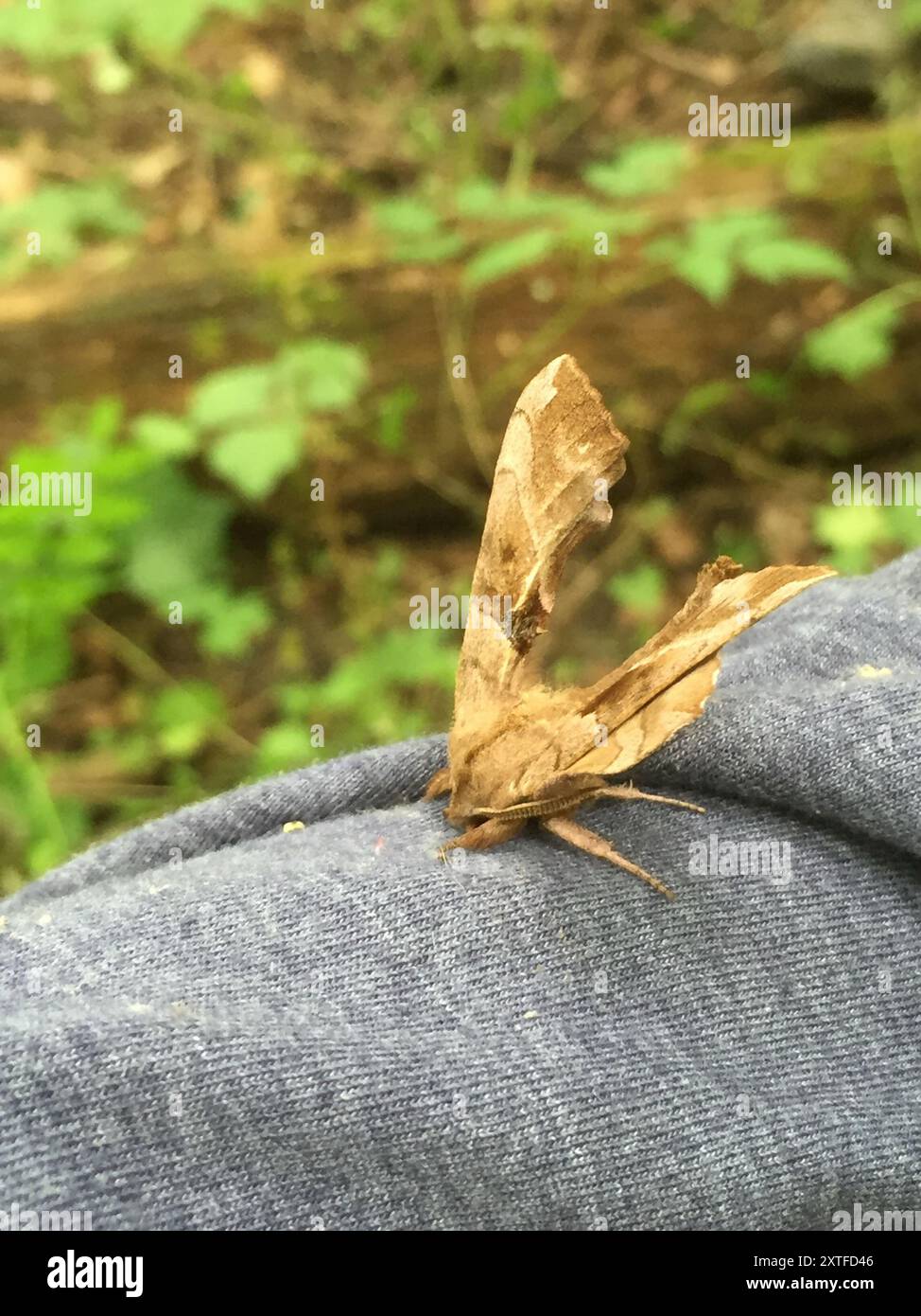 Walnut Sphinx (Amorpha juglandis) Insecta Stock Photo - Alamy