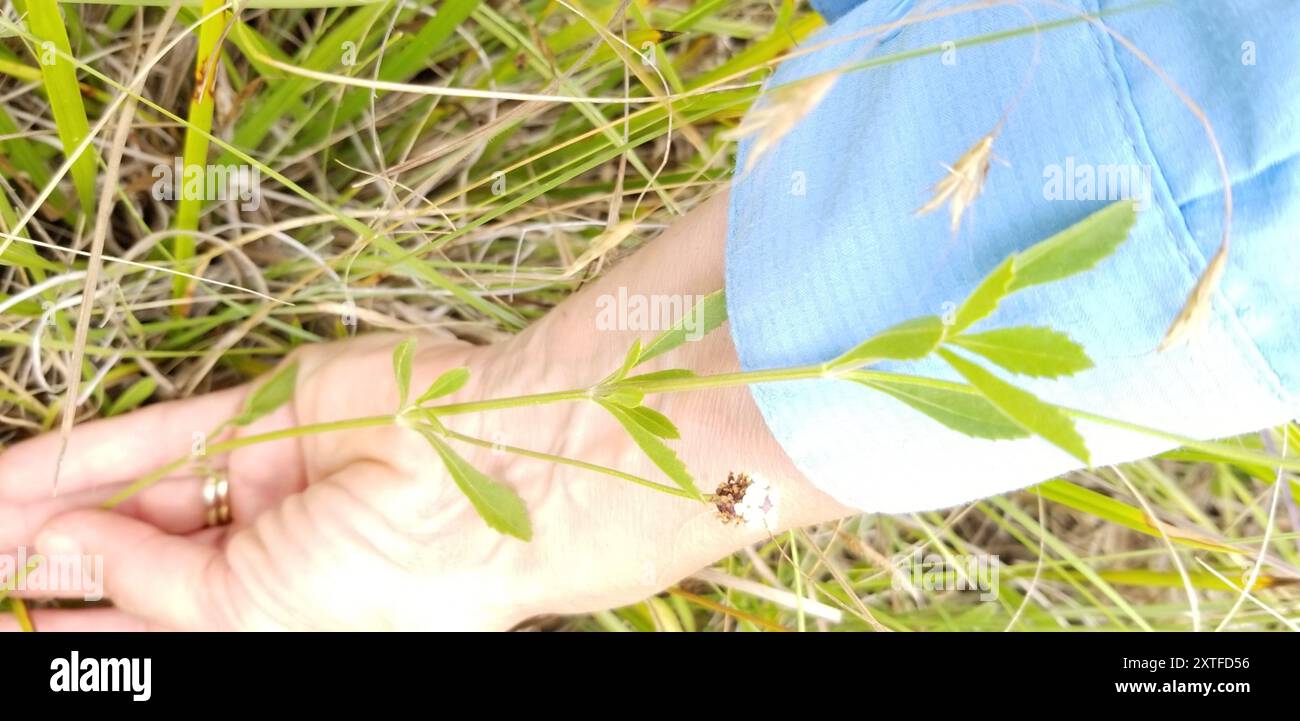 turkey tangle frogfruit (Phyla nodiflora) Plantae Stock Photo - Alamy