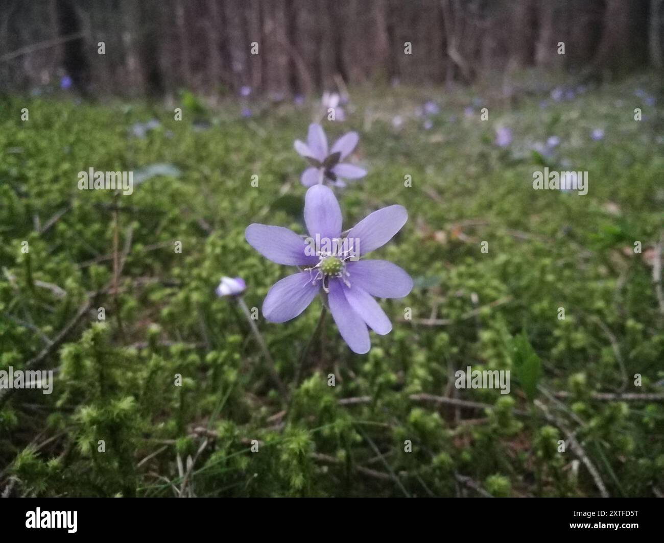 Liverleaf (Hepatica nobilis) Plantae Stock Photo - Alamy