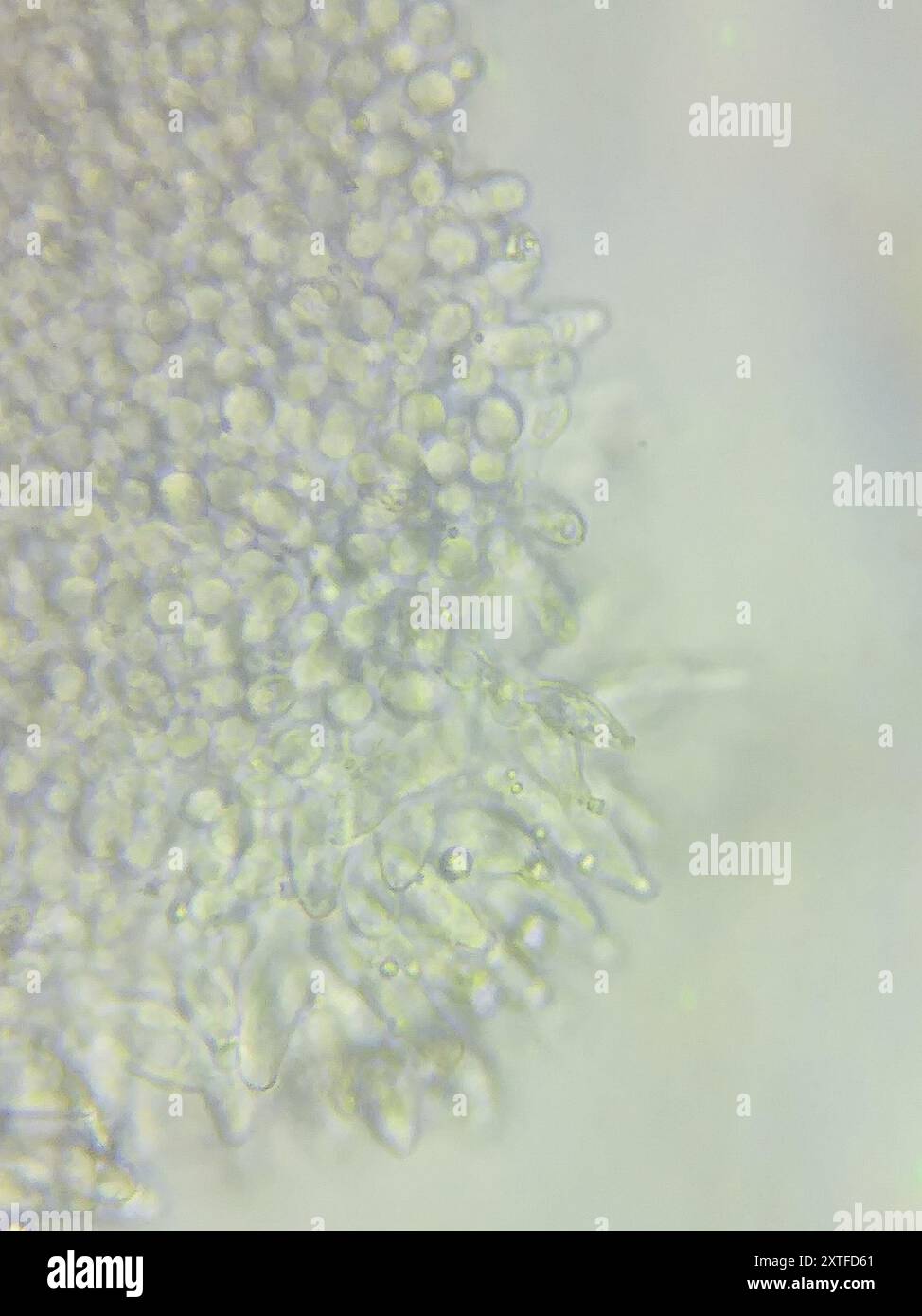 Dripping bonnet hi-res stock photography and images - Alamy