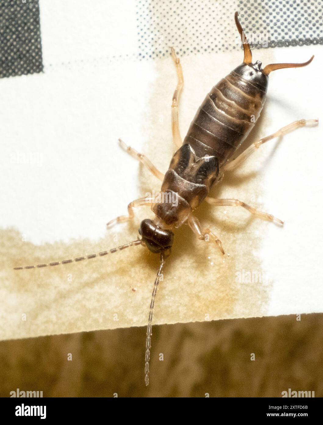 European Earwig Complex (Forficula auricularia) Insecta Stock Photo - Alamy