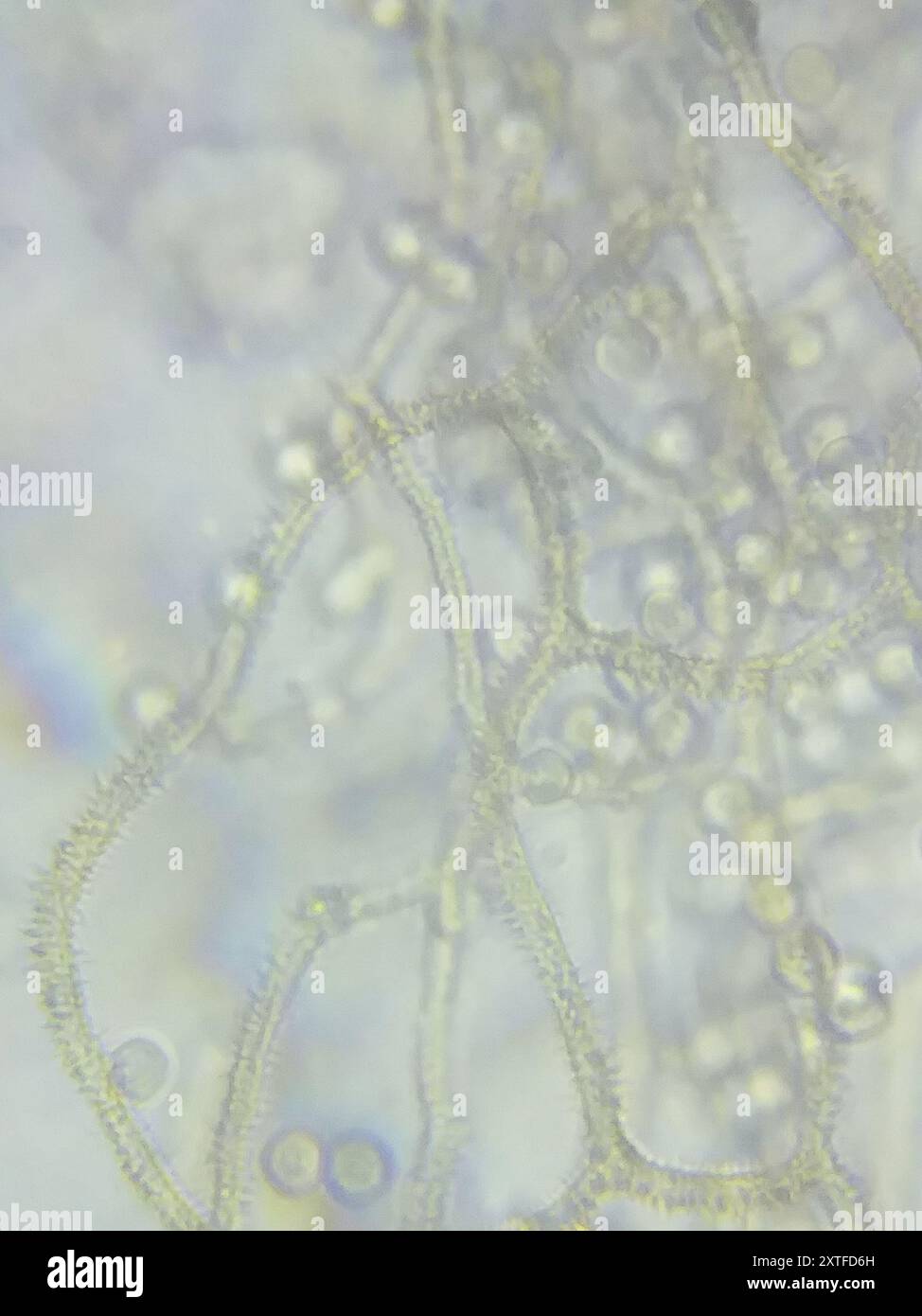 Arcyria major hi-res stock photography and images - Alamy