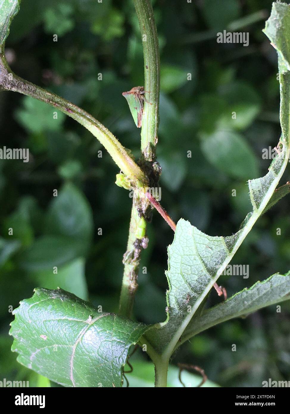 Typical Treehoppers (Membracidae) Insecta Stock Photo - Alamy