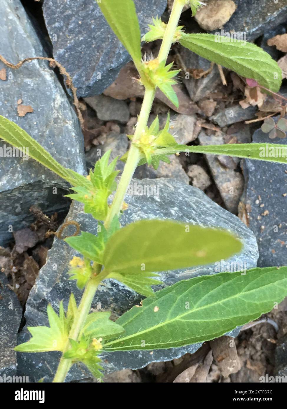 Slender Three-seeded Mercury (Acalypha gracilens) Plantae Stock Photo ...