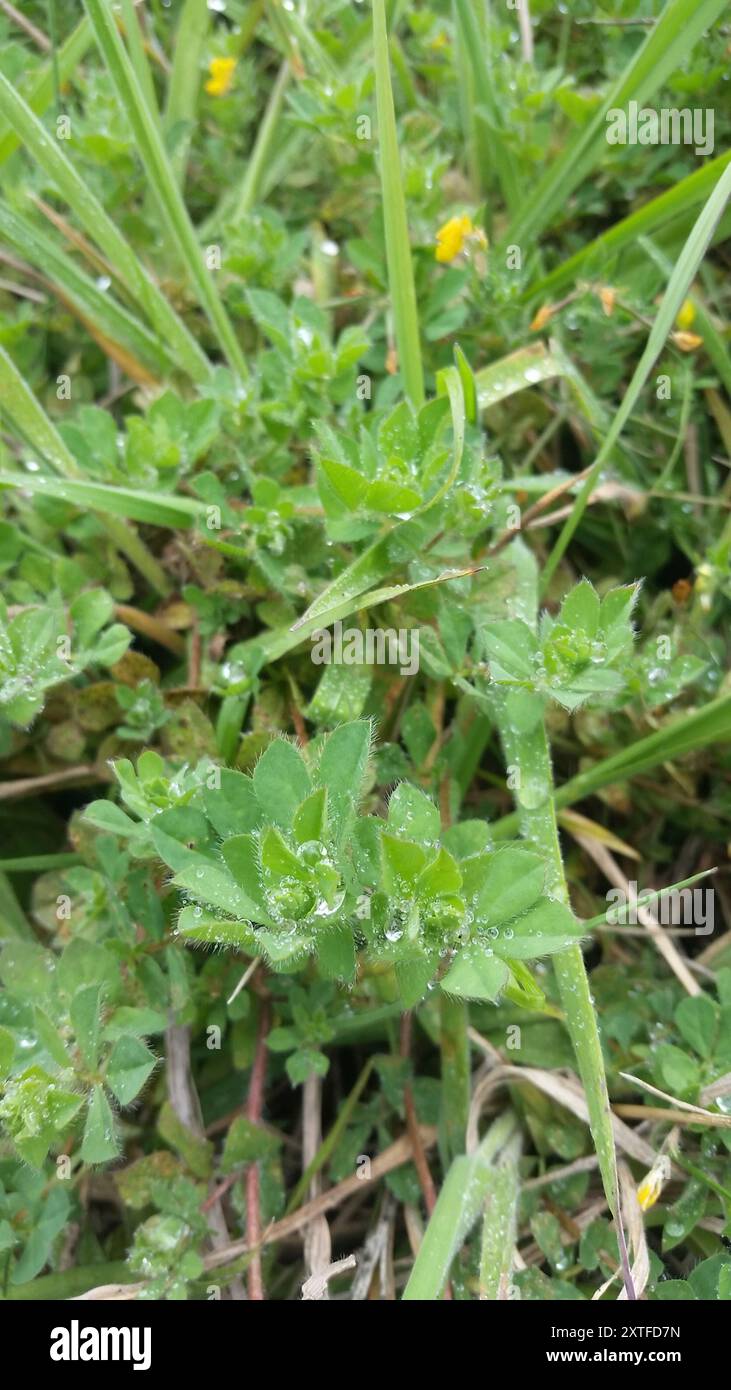 Hairy birds foot trefoil hi-res stock photography and images - Alamy