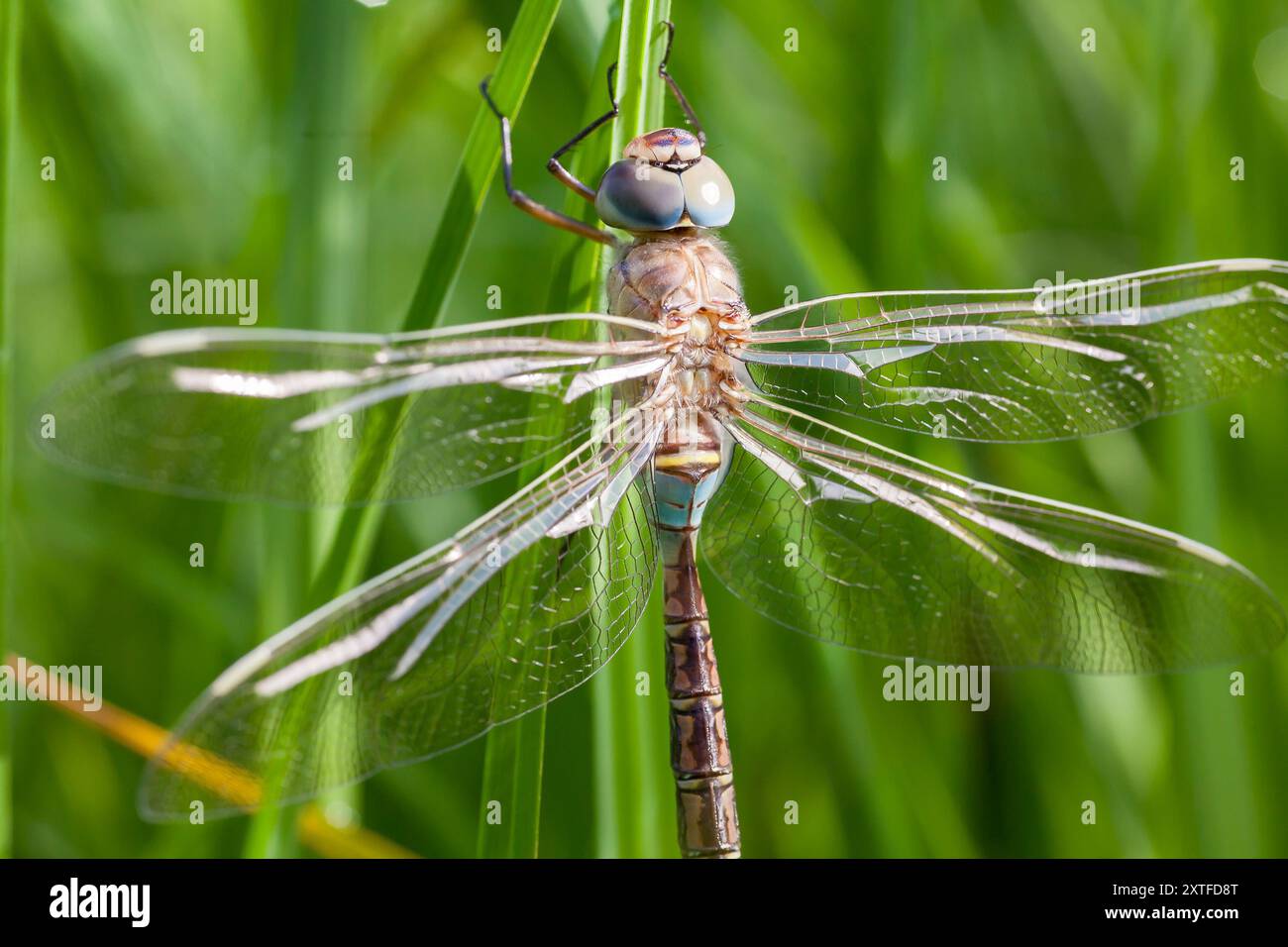 Dragonfly dries its wing after her emergence. Closeup of a dragonfly in ...