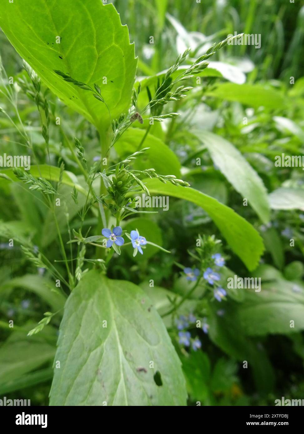 Brooklime (Veronica beccabunga) Plantae Stock Photo - Alamy