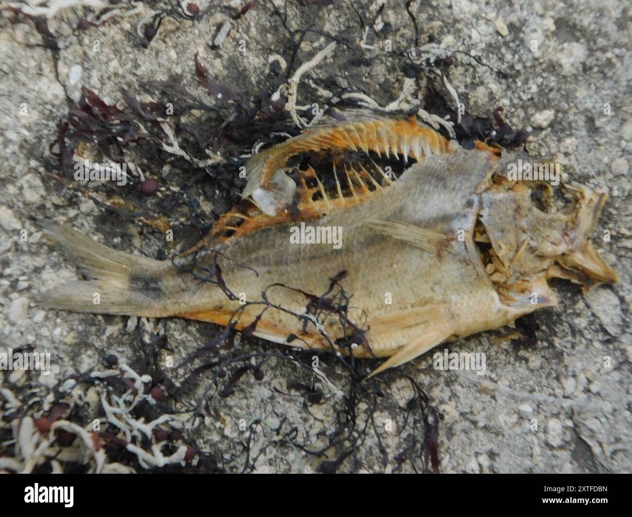 Ray-finned Fishes (Actinopterygii) Actinopterygii Stock Photo - Alamy