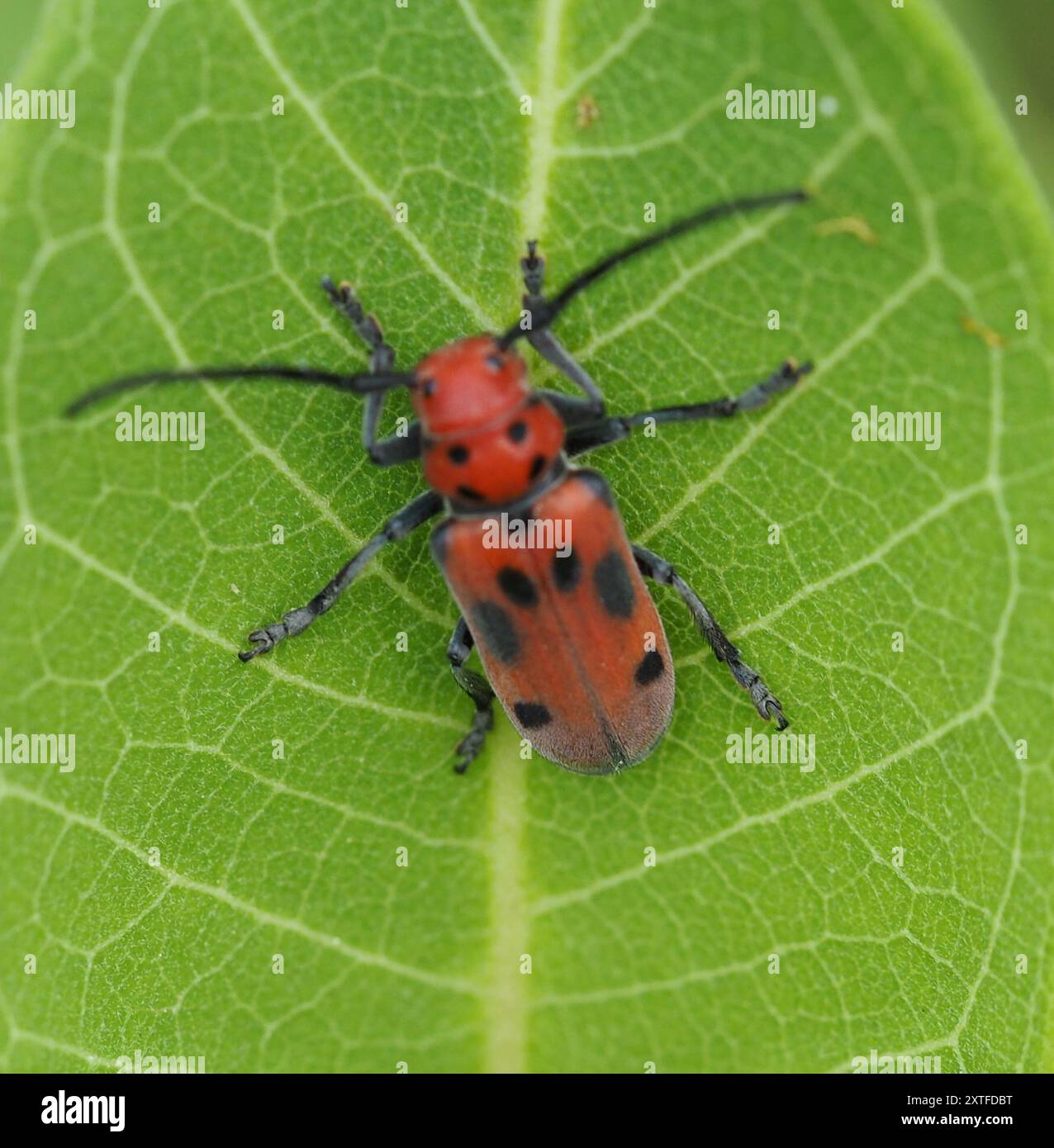 Red Milkweed Beetle (Tetraopes tetrophthalmus) Insecta Stock Photo - Alamy