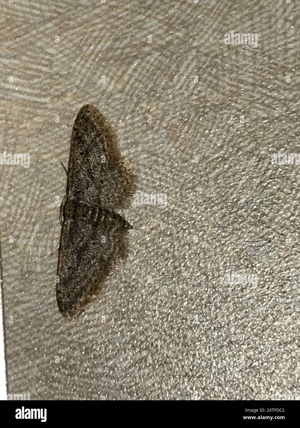 Geometer Moths (Geometridae) Insecta Stock Photo - Alamy