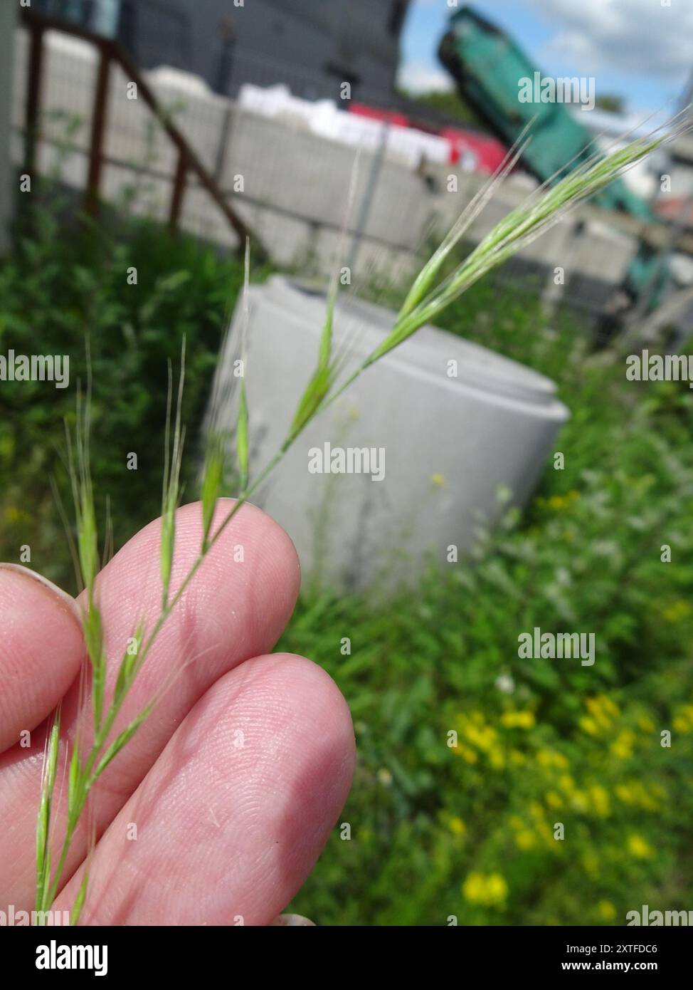 rattail sixweeks grass (Festuca myuros) Plantae Stock Photo - Alamy