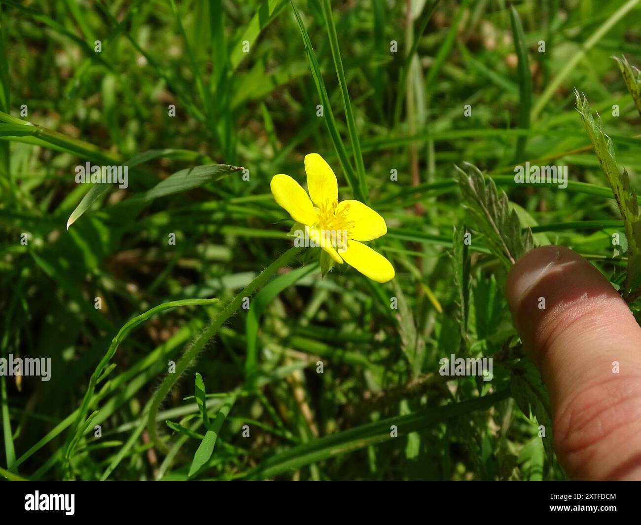 common silverweed (Argentina anserina) Plantae Stock Photo - Alamy