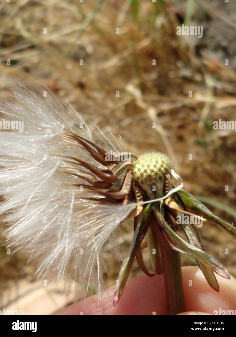 False Hawkbit (Urospermum picroides) Plantae Stock Photo - Alamy